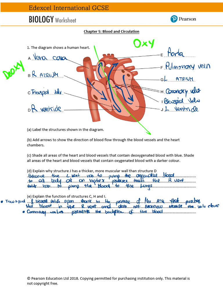 Blood An Circulation | PDF | Heart | Blood Vessel
