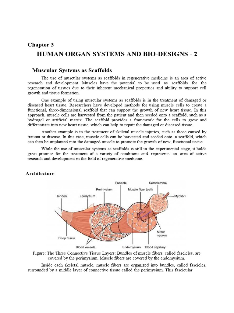 3.3 Muscle System As Scaffold | PDF | Tissue Engineering | Muscular ...