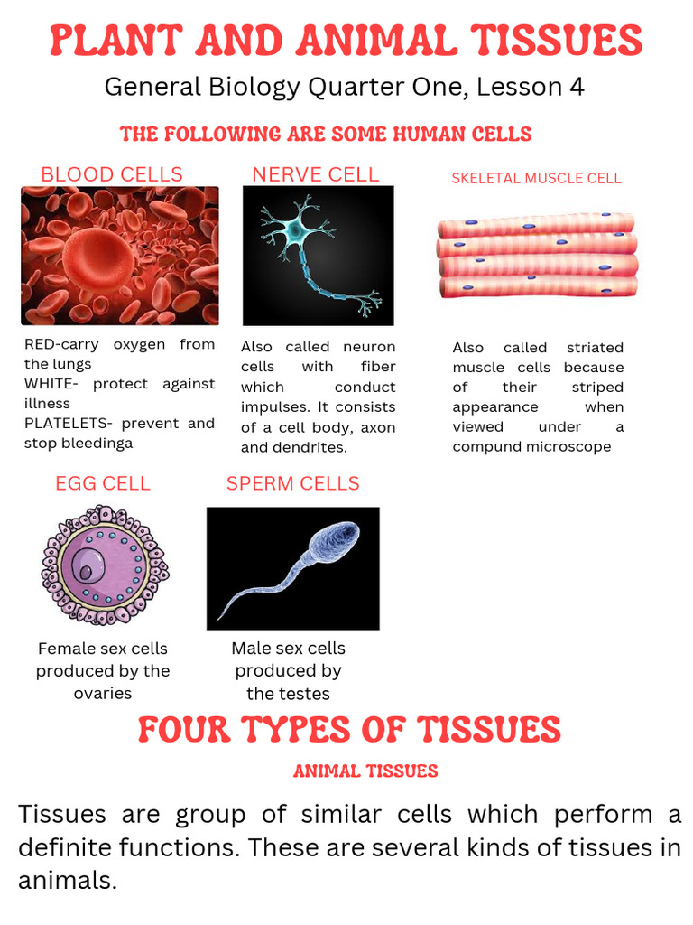 General Biology-Lesson 4 Plant and Animal Tissues | PDF
