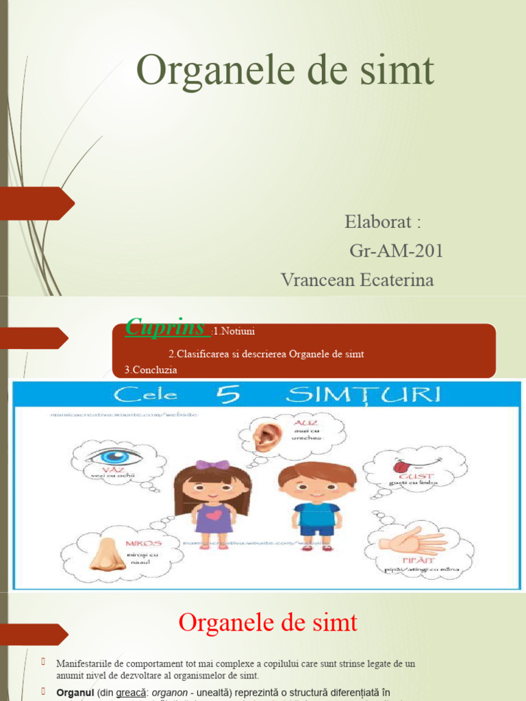 Organele de Simt | PDF