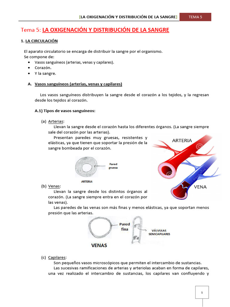 Anatomía - TEMA 5 - La Oxigenación y Distribución de La Sangre | PDF | Tipo de sangre | Corazón