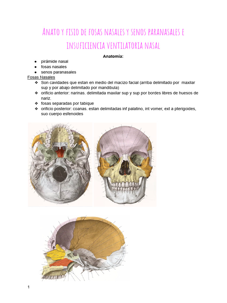 Clase 1 ORL | PDF | Nariz humana | Cabeza y cuello humanos