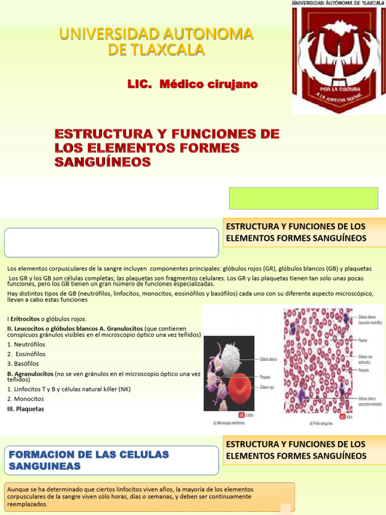 Elementos Formes Sanguineos | PDF