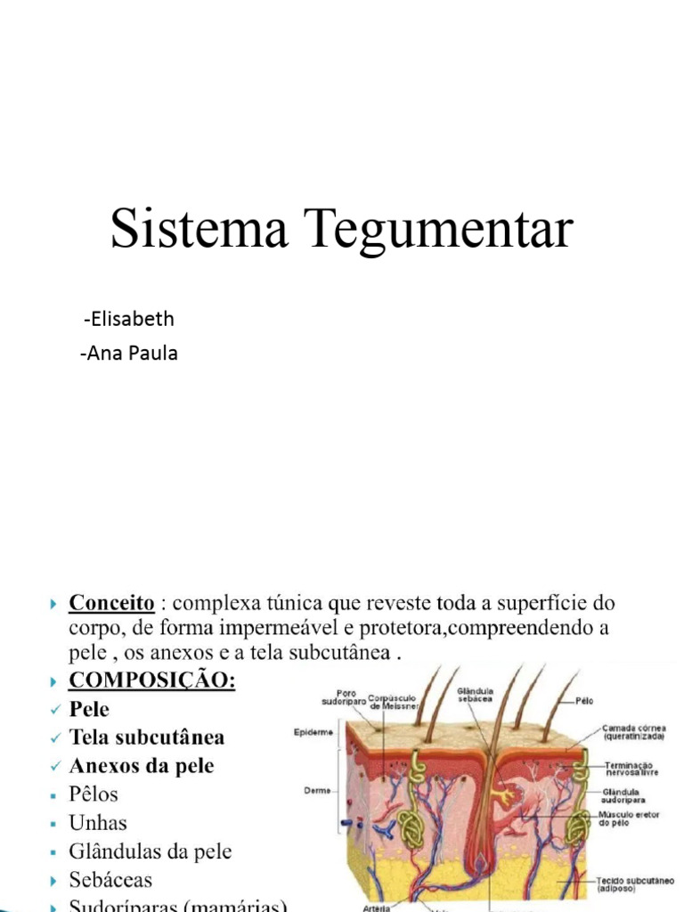 Sistema Tegumen Wps Office Pdf
