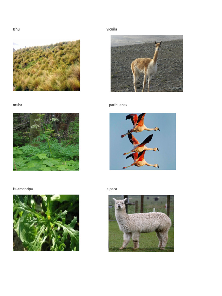 Flora y Fauna de La Region Puna | PDF