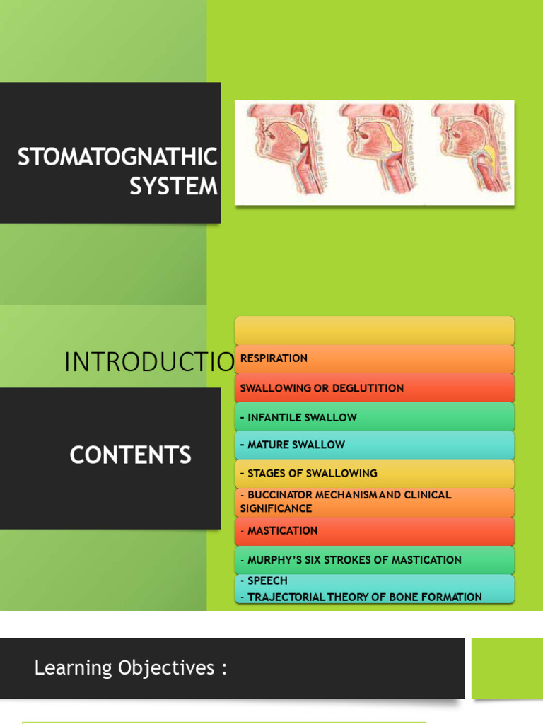 Stomatognathic System Overview | PDF | Tongue | Digestive System
