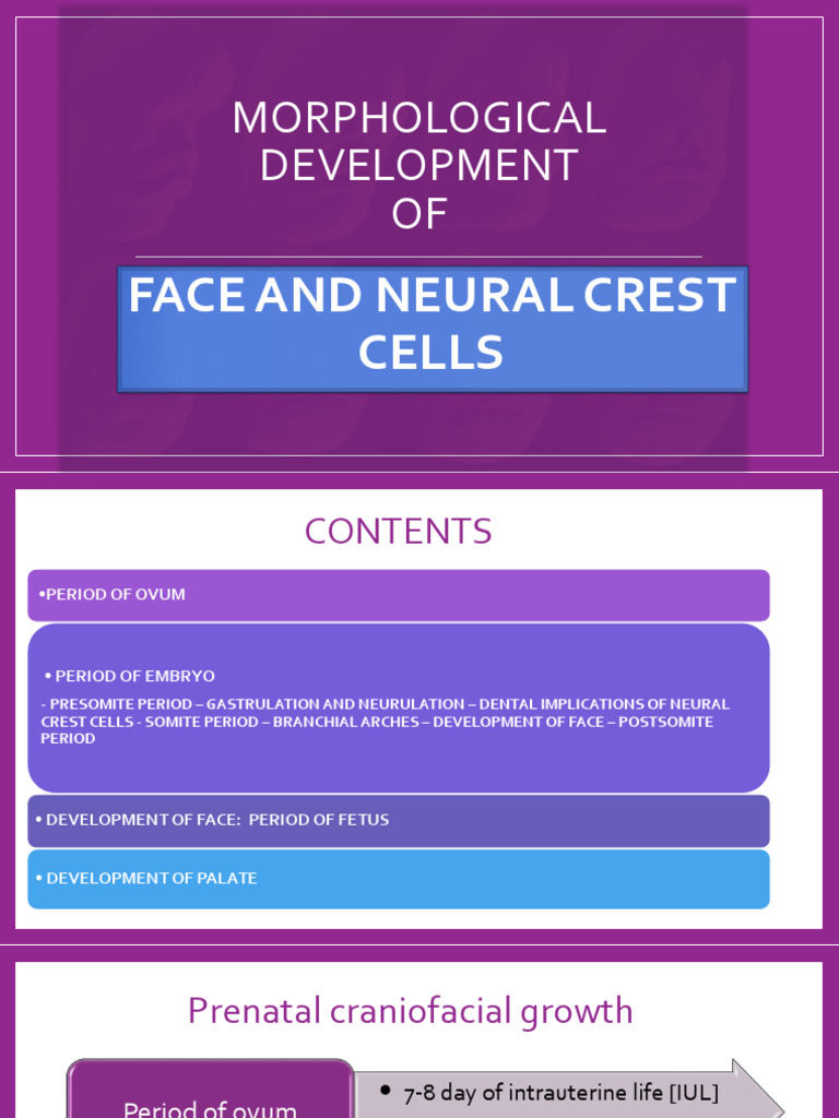 L5 Morphological Development of Face and Neural Crest Cells | PDF ...