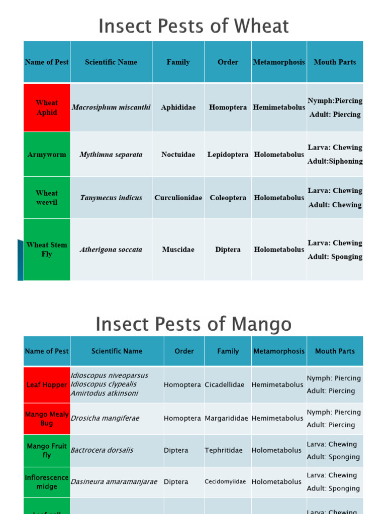 List of Insect Pests | PDF | Fly | Lepidoptera