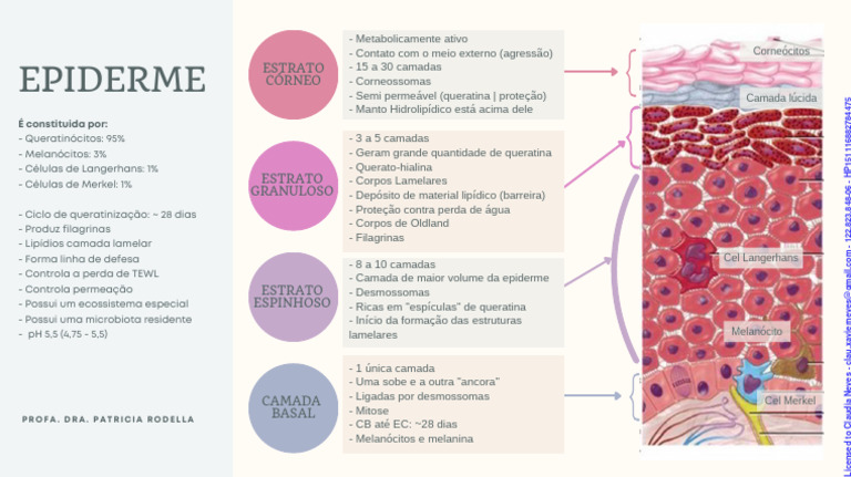 Mapa Mental Epiderme | Download grátis PDF | Epiderme | Biologia