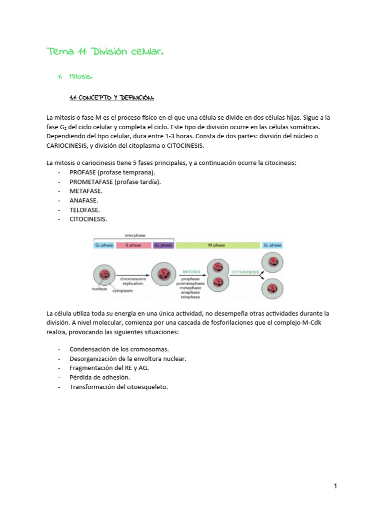 Mitosis y Meiosis: Proceso de División Celular | PDF | Mitosis | Mitosis