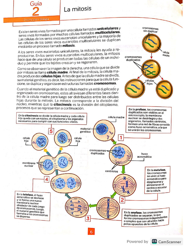 Guia 2, Mitosis, Meiosis | PDF