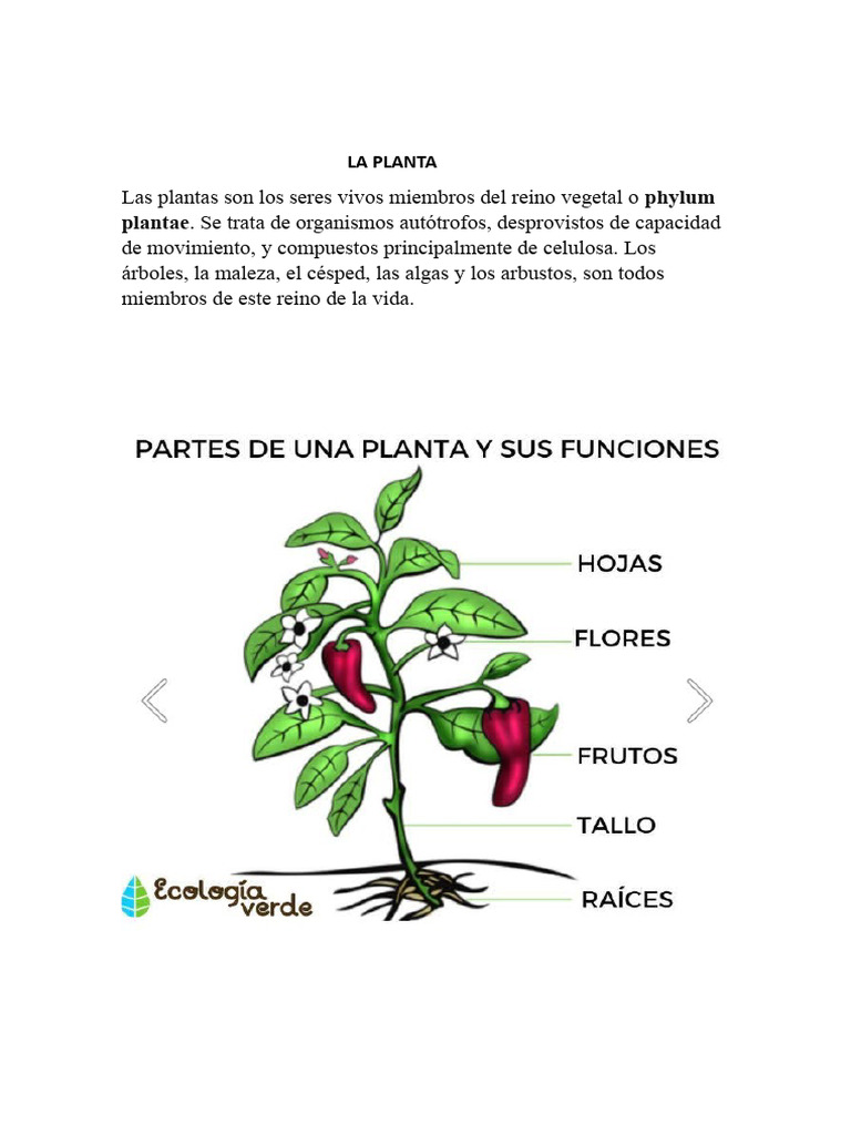 La Planta | PDF