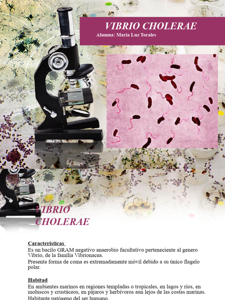 Vibrio Cholerae | PDF | Diarrea | Especialidades Medicas