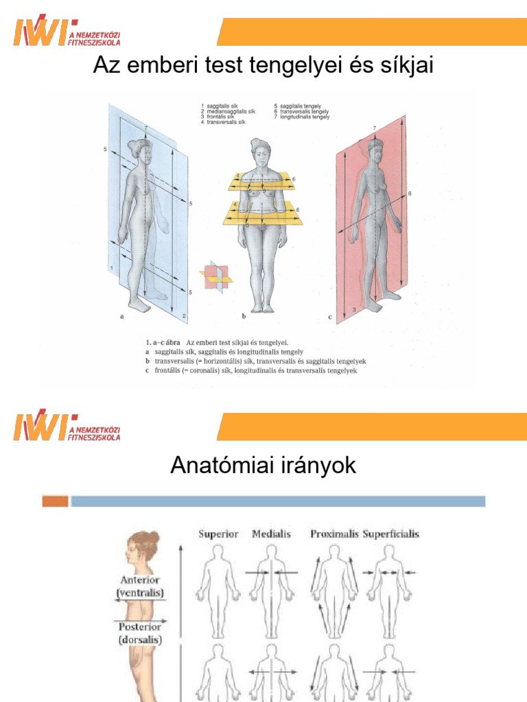 Anatómia Rövid | PDF