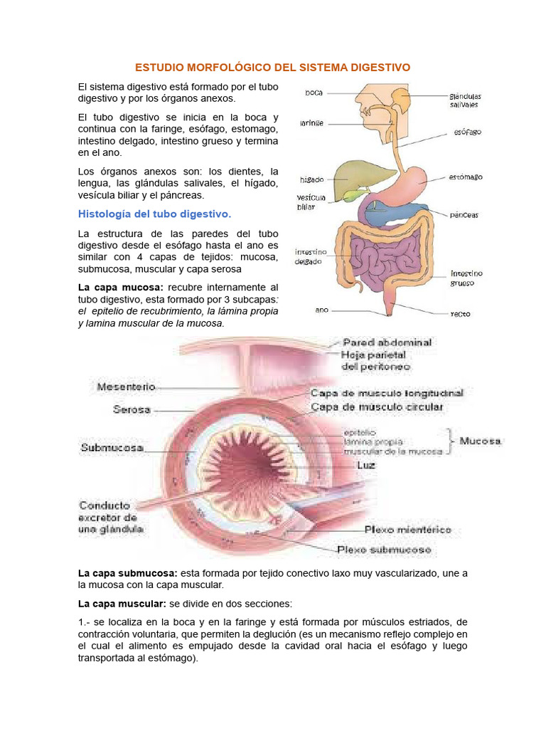 Clase 5 Anatomia 3 Ciencias A | PDF | Sistema digestivo humano | Esófago
