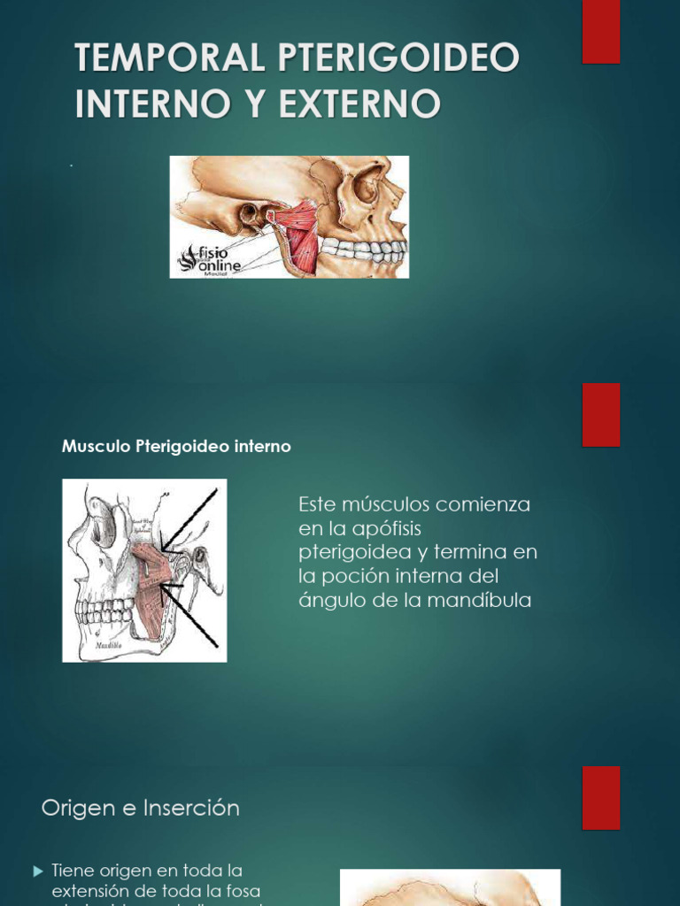 Origen E Inserción Del Músculo Pterigoideo Lateral