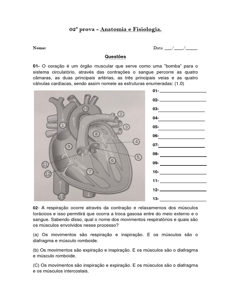 02ª prova de anatomia (1) | PDF | Corpo humano | Nervo