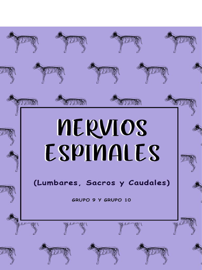 G9 y G10 NERVIOS ESPINALES | PDF | Extremidades (anatomía) | Neuroanatomía