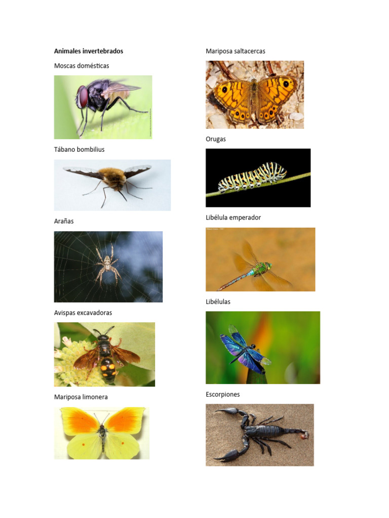 Animales Invertebrados | PDF