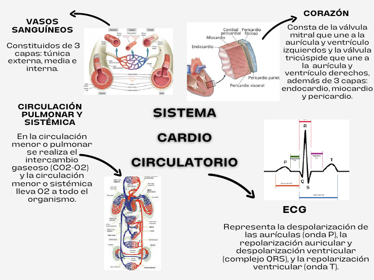 Sistema Cardiocirculatorio | PDF