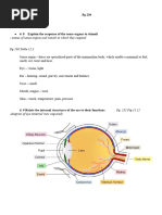 Structure and Function of The Eyes | PDF | Human Eye | Eye