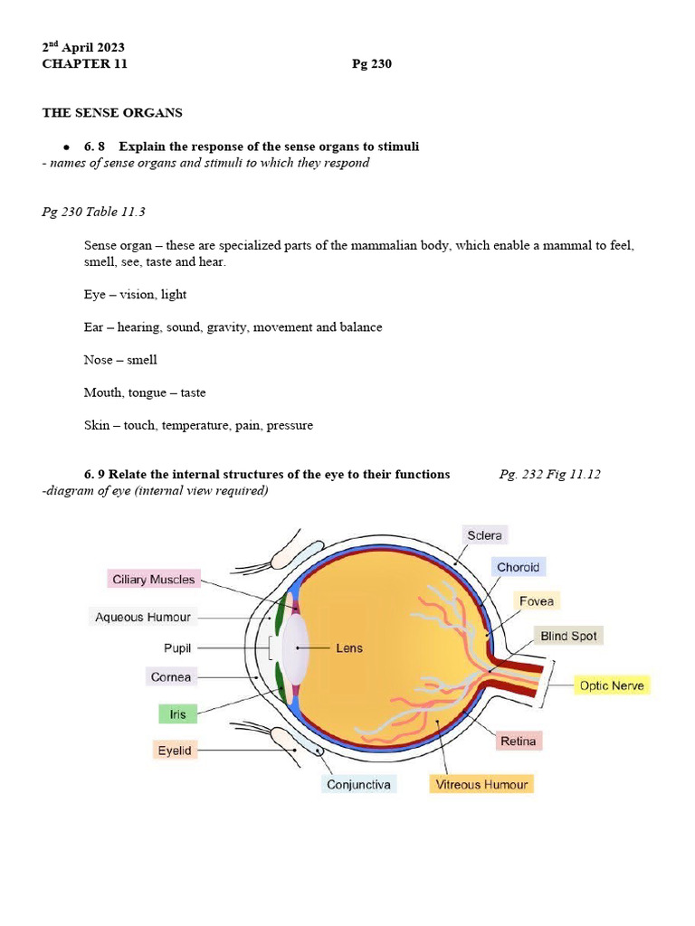 The Human Eye | PDF | Human Eye | Eye