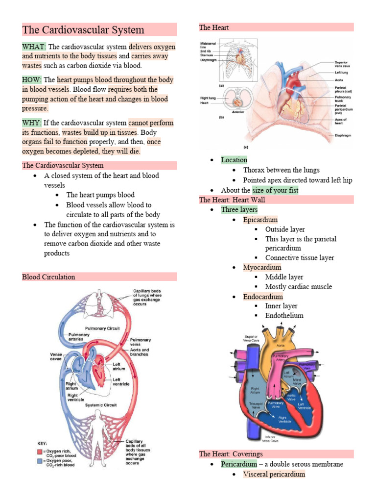 The Cardiovascular System | PDF