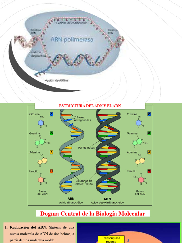 Biología Molecular: ADN y ARN | PDF | Rna | Adn
