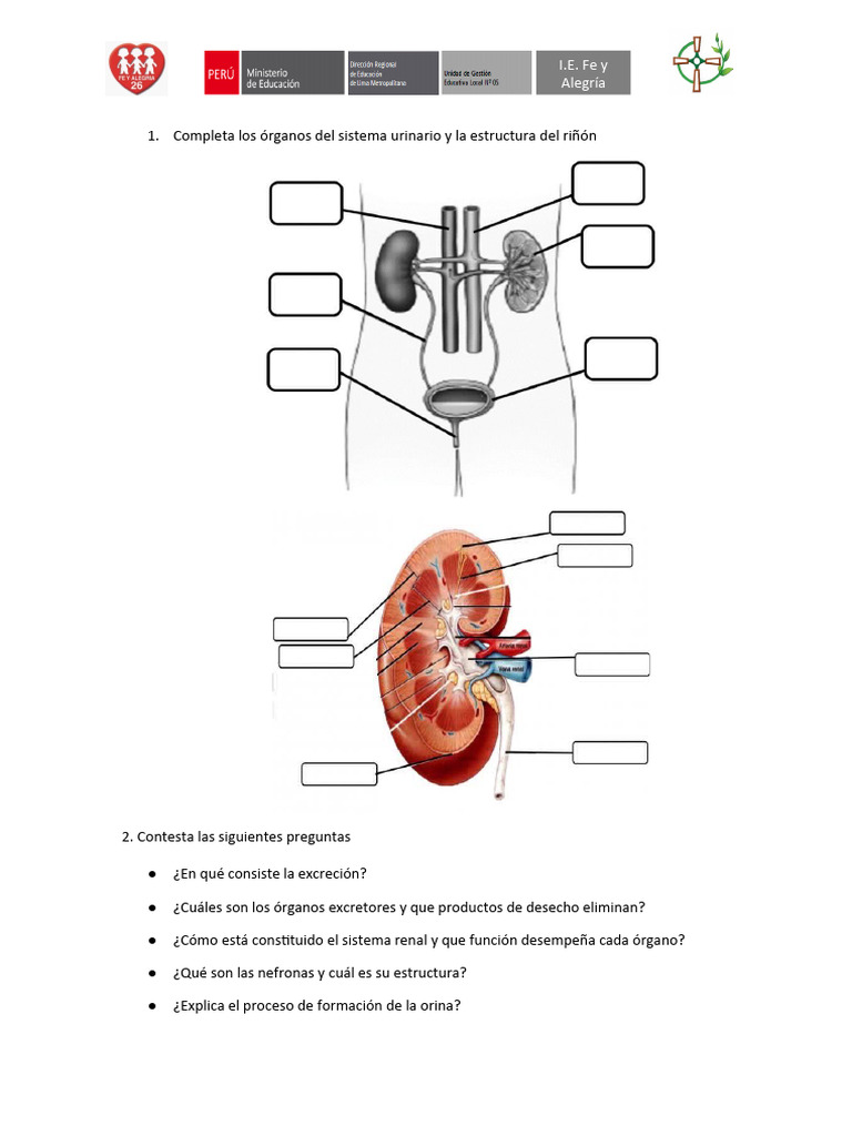 Ficha Sistema Excretor 2do | PDF