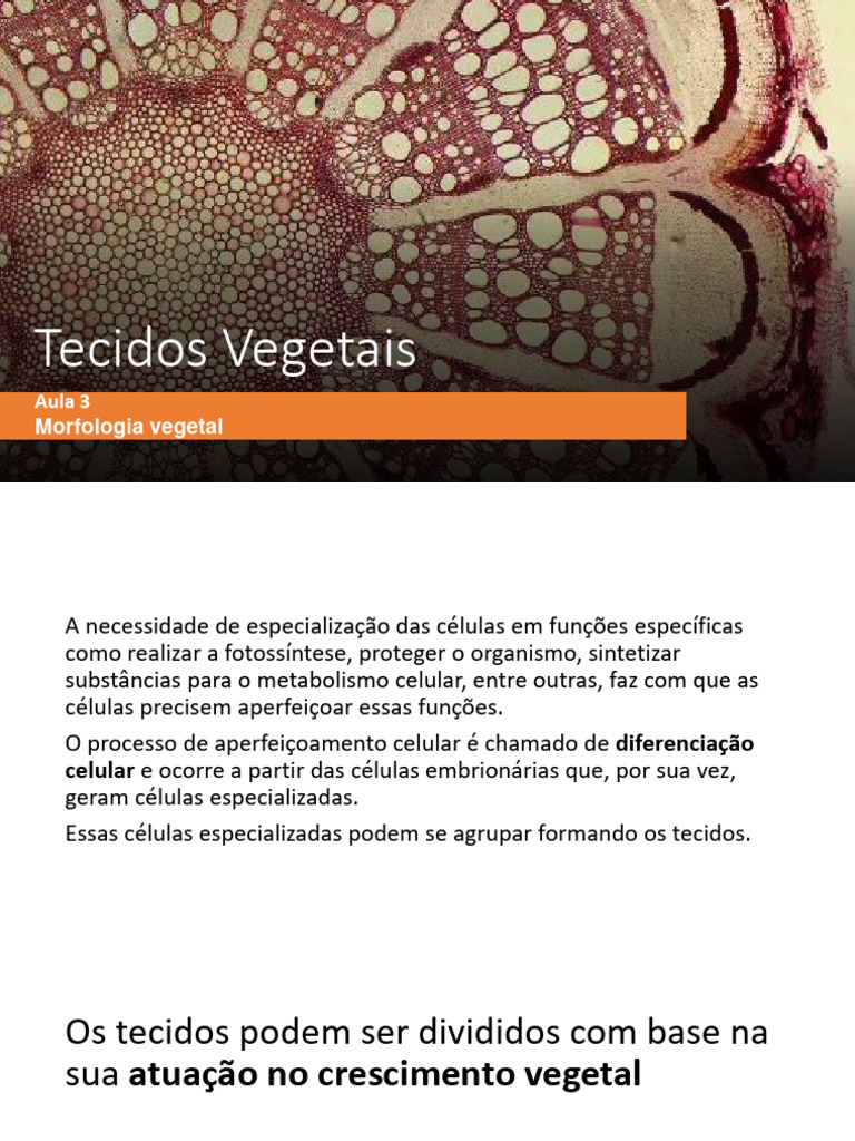 Aula 3 - Tecidos Vegetais - Parte 1 | PDF | Fisiologia Vegetal | Zoologia