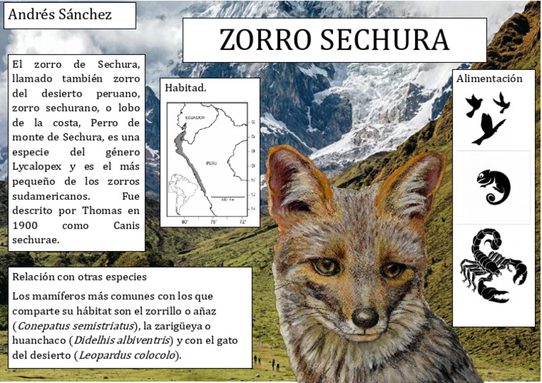 zorro S | PDF