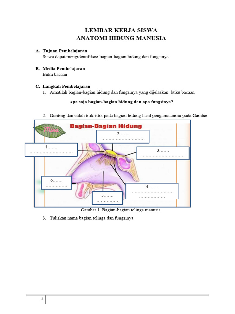 Contoh LKS Anatomi Hidung | PDF | Griya & Taman