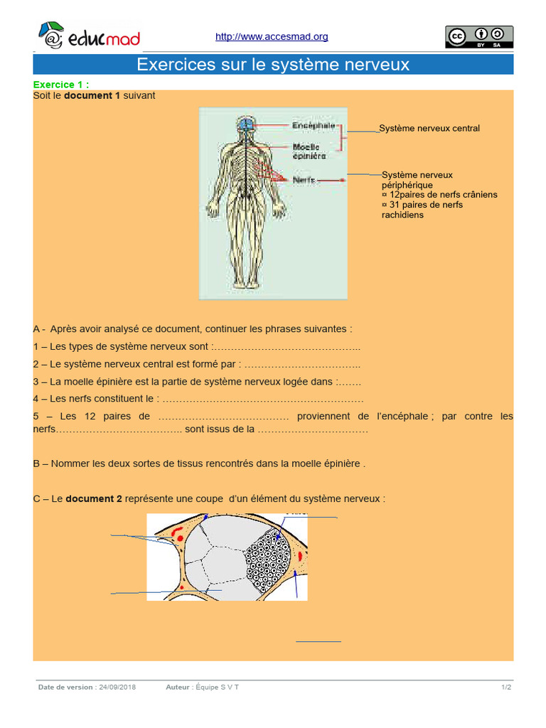 Exercices sur le système nerveux | PDF