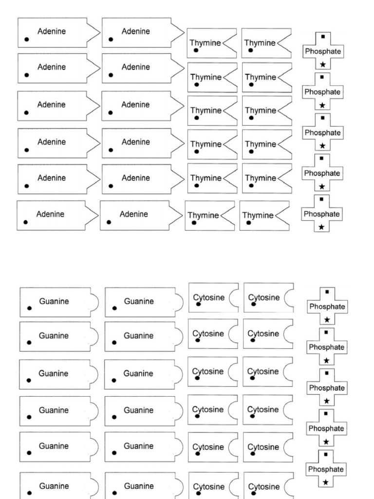 DNA Model Activity | PDF
