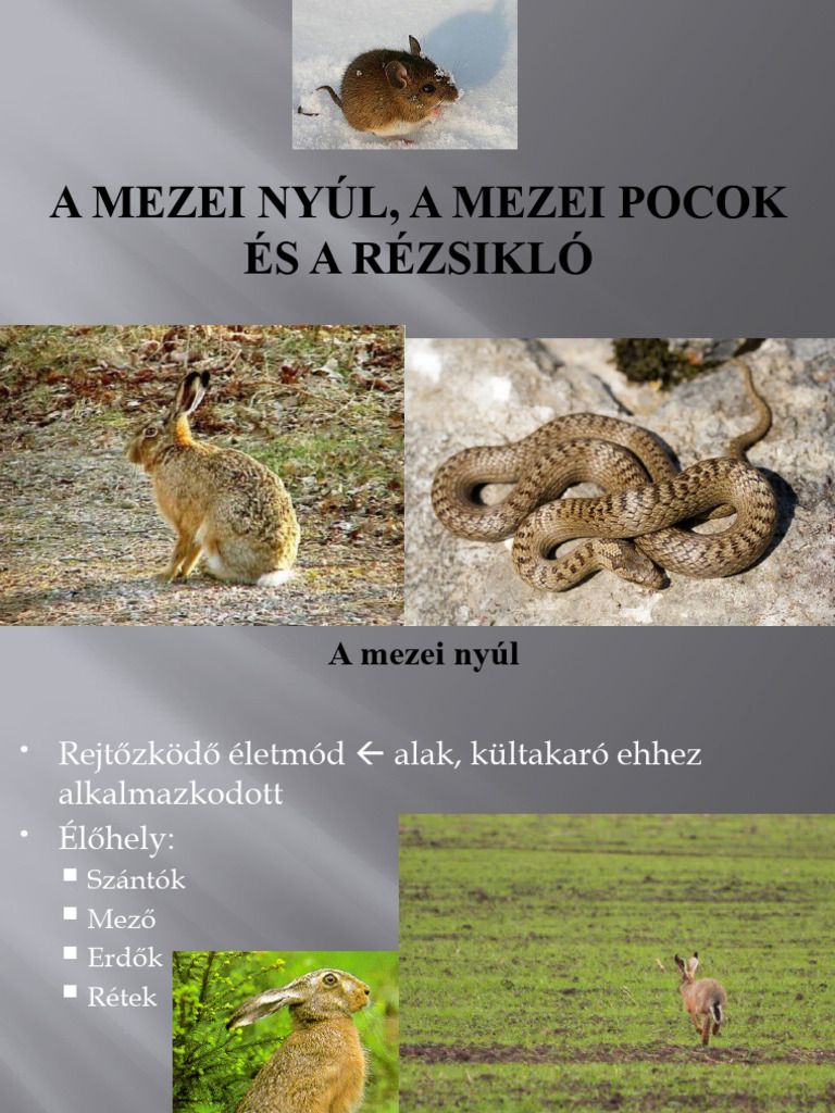 A Mezei Nyúl, A Mezei Pocok És | PDF