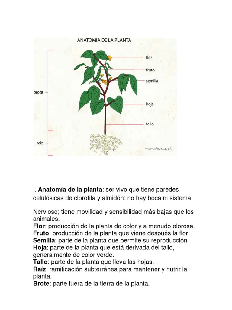 Anatomía de La Planta | PDF | Hoja | Tallo de la planta