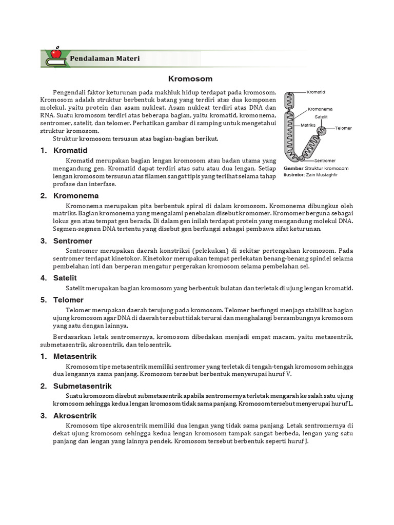 Kromosom: 1. Kromatid | PDF | Sains & Matematika