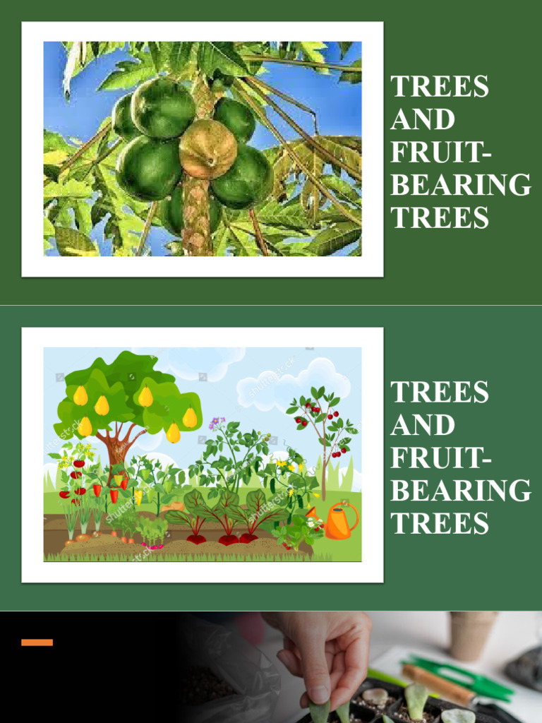 Trees and Fruit - Bearing Trees | PDF