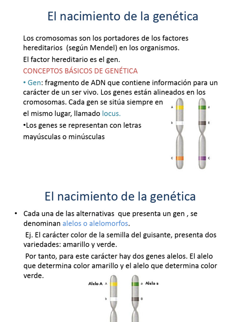 Introducción a la Genética y sus Conceptos | PDF | Dominancia (Genética ...