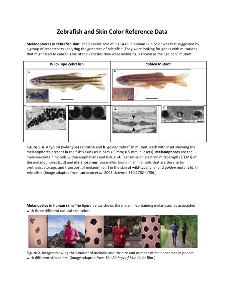 Zebrafish and Skin Color Data | PDF | Gene | Mutation