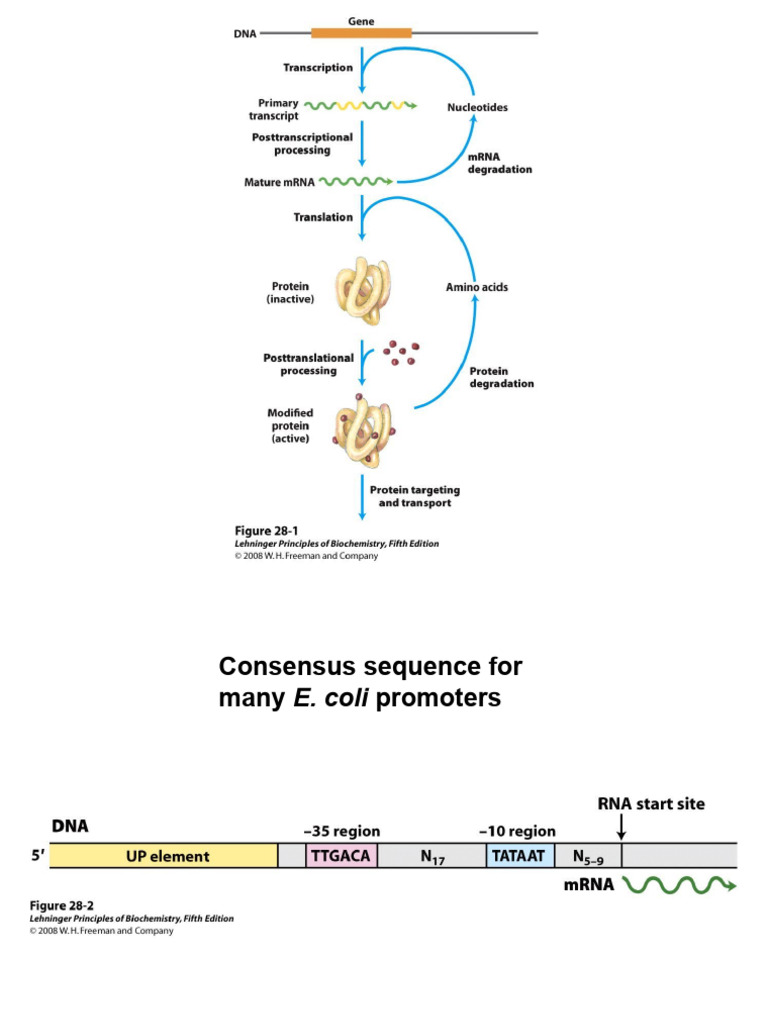 Biochem 511 Gene Expression | PDF