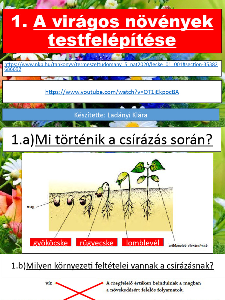 1.A-virágos-növények-testfelépítése | PDF