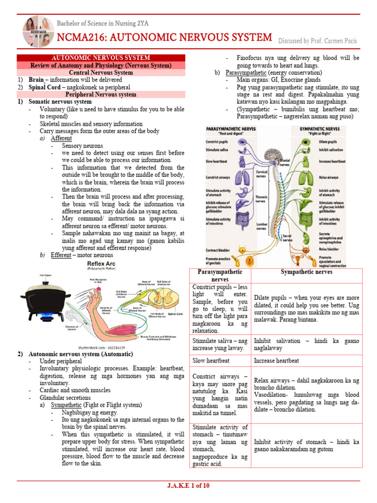 WK5 Autonomic Nervous System | PDF
