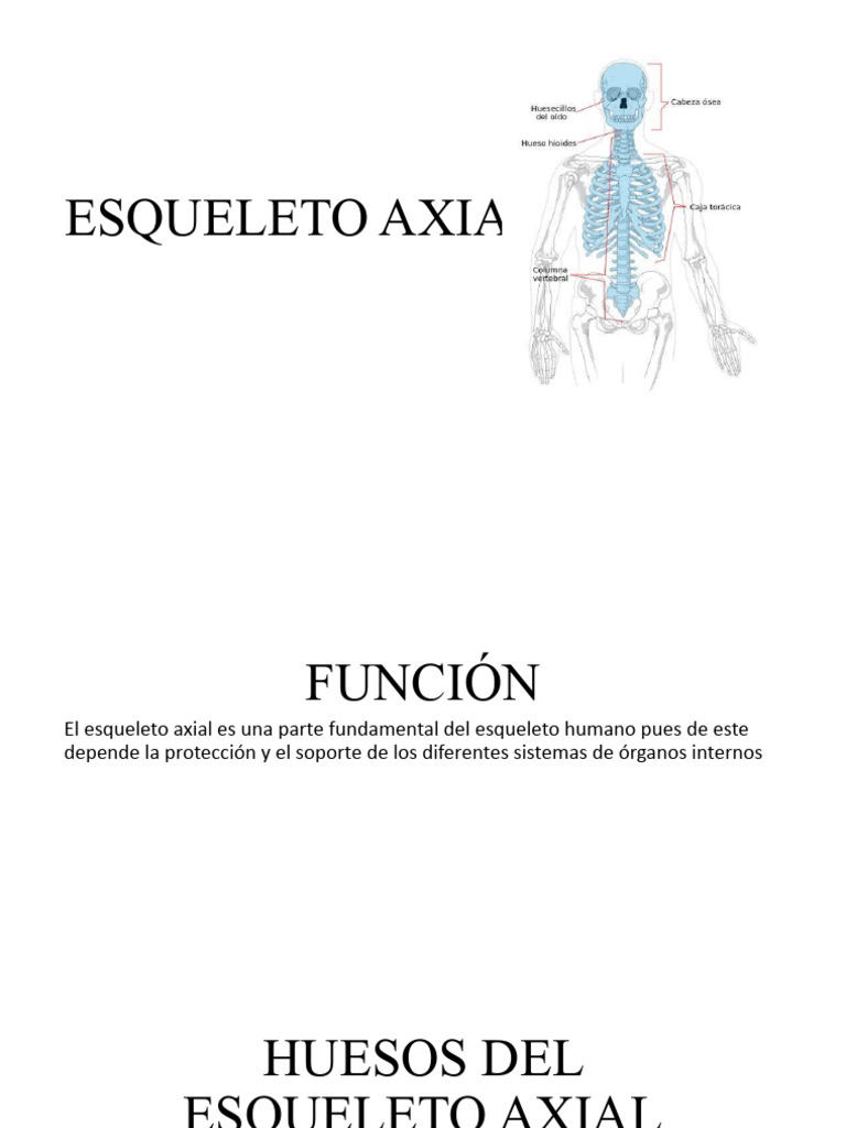 Esqueleto Axial Y Apendicular Pdf Esqueleto Cráneo