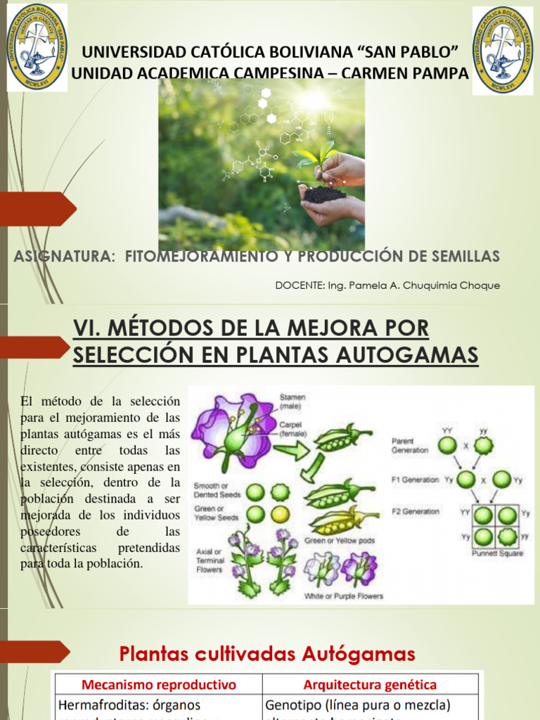 Mejoramiento de Plantas Autógamas | PDF | Cigosidad | Procesos biologicos