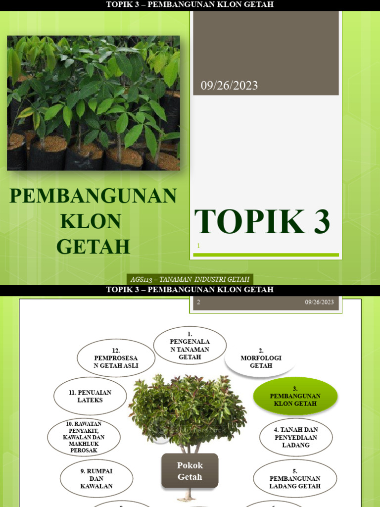 Pembangunan Klon Getah di Malaysia | PDF