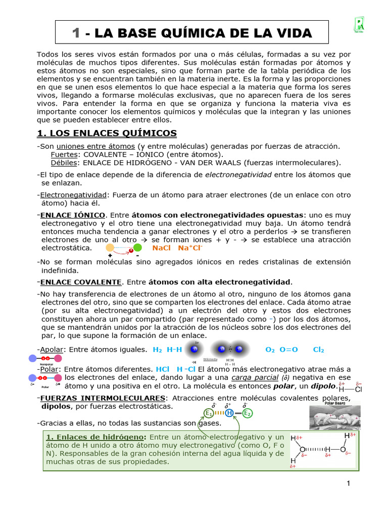01-La Base Química de La vida-SE | PDF