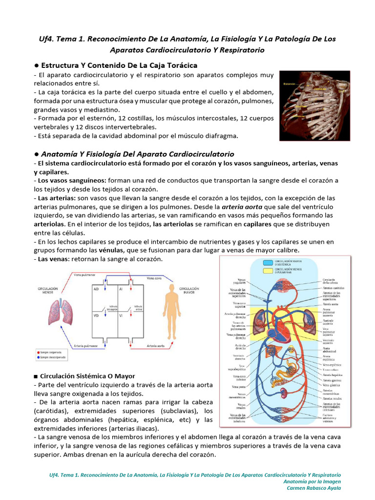 Uf4. Tema 1. Resumen Anatoma | PDF | Ventrículo (corazón) | Corazón