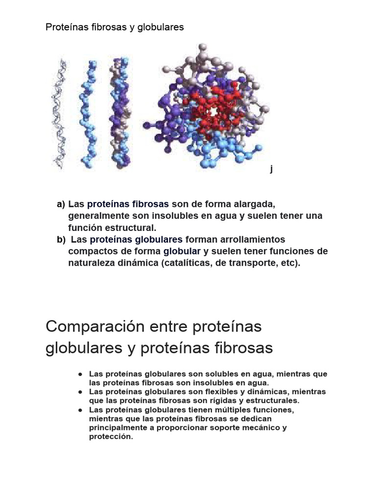 Las Proteínas Fibrosas y Globulares | PDF
