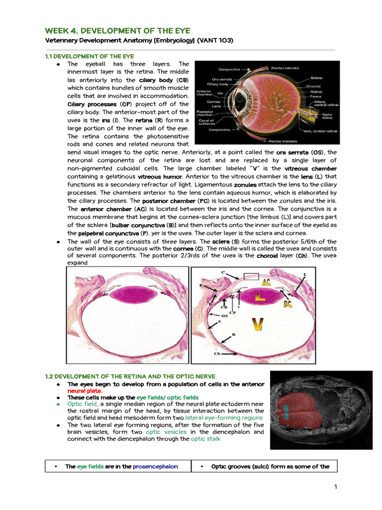 Week 4 - Development of The Eye | PDF